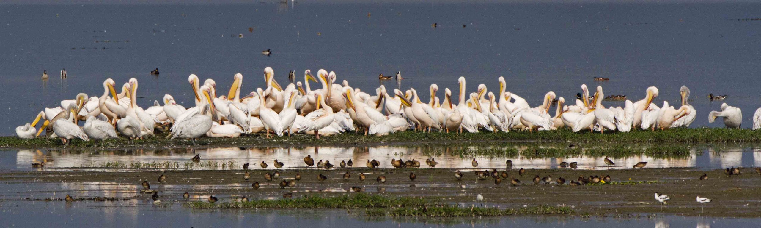 » Lake Kerkini – Bird Watching